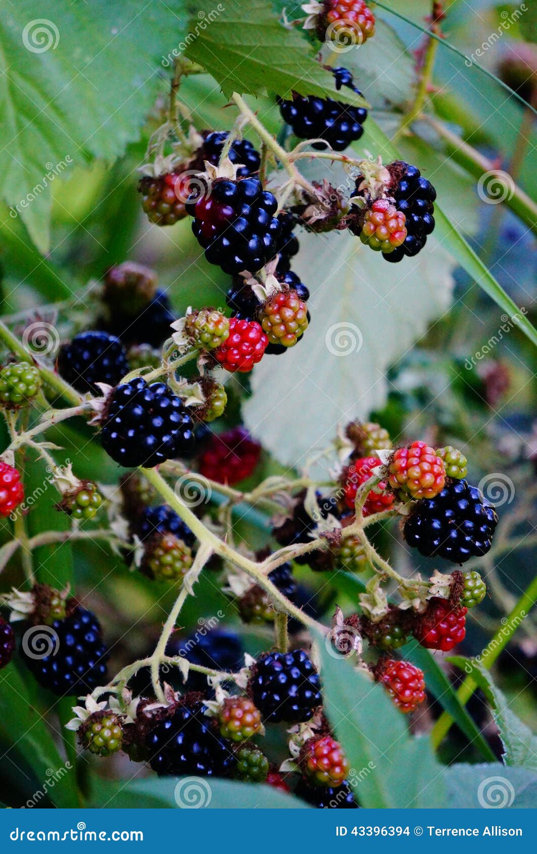 Black And Red Berries On The Tree, Like A Large Shrub With Fruits ...