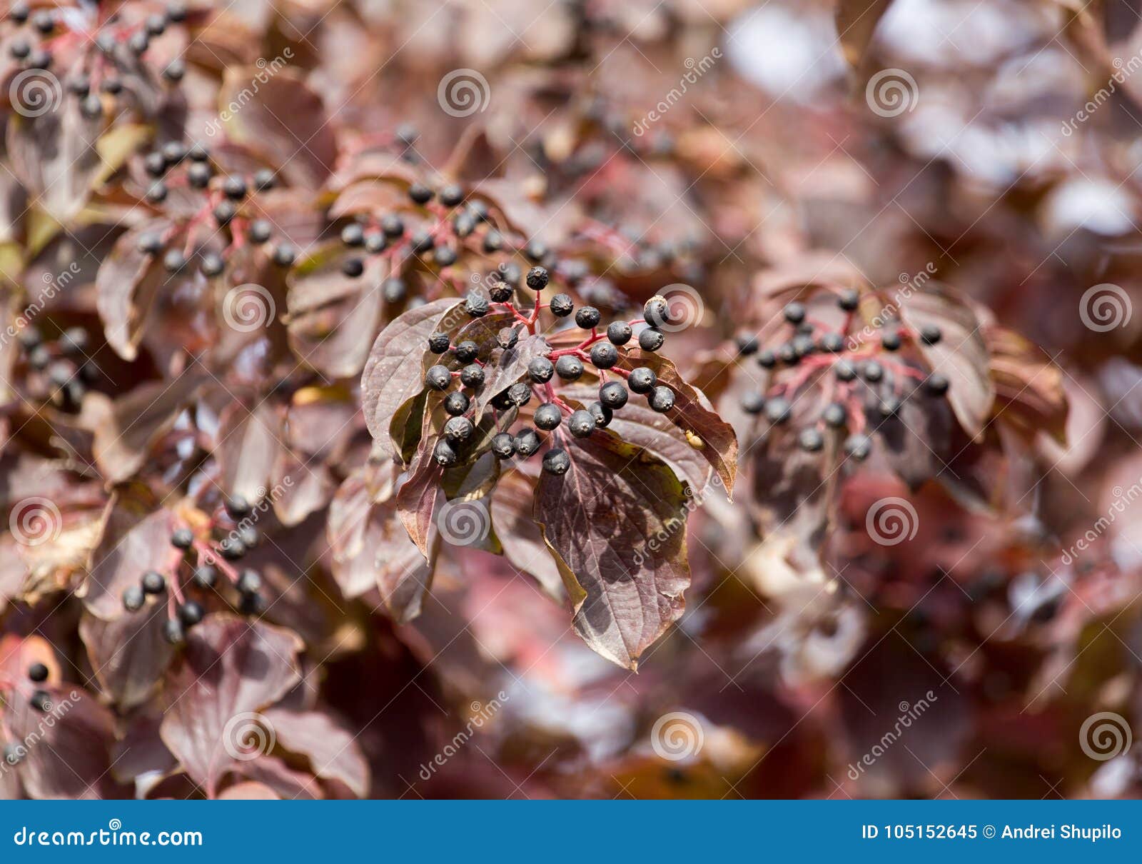 Black Berries on a Tree in Autumn Stock Image - Image of berries, wild ...