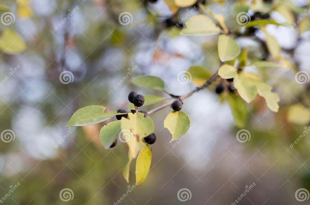 Black berries on the tree stock photo. Image of bunch - 106392400