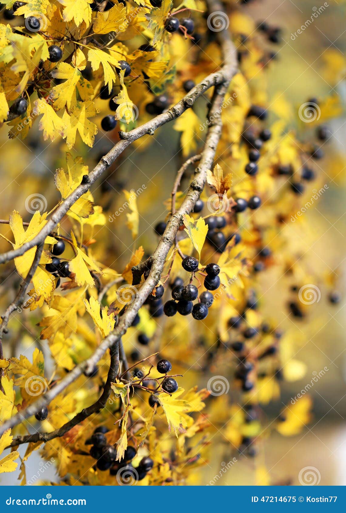 Black berries stock image. Image of nature, blackberry - 47214675