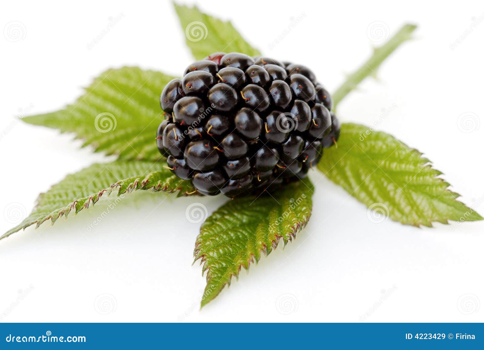 Black berry stock image. Image of food, blackberry, leaf - 4223429