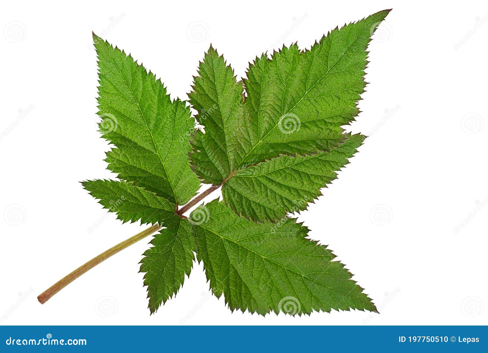 Black berry closeup leaf stock photo. Image of green - 197750510