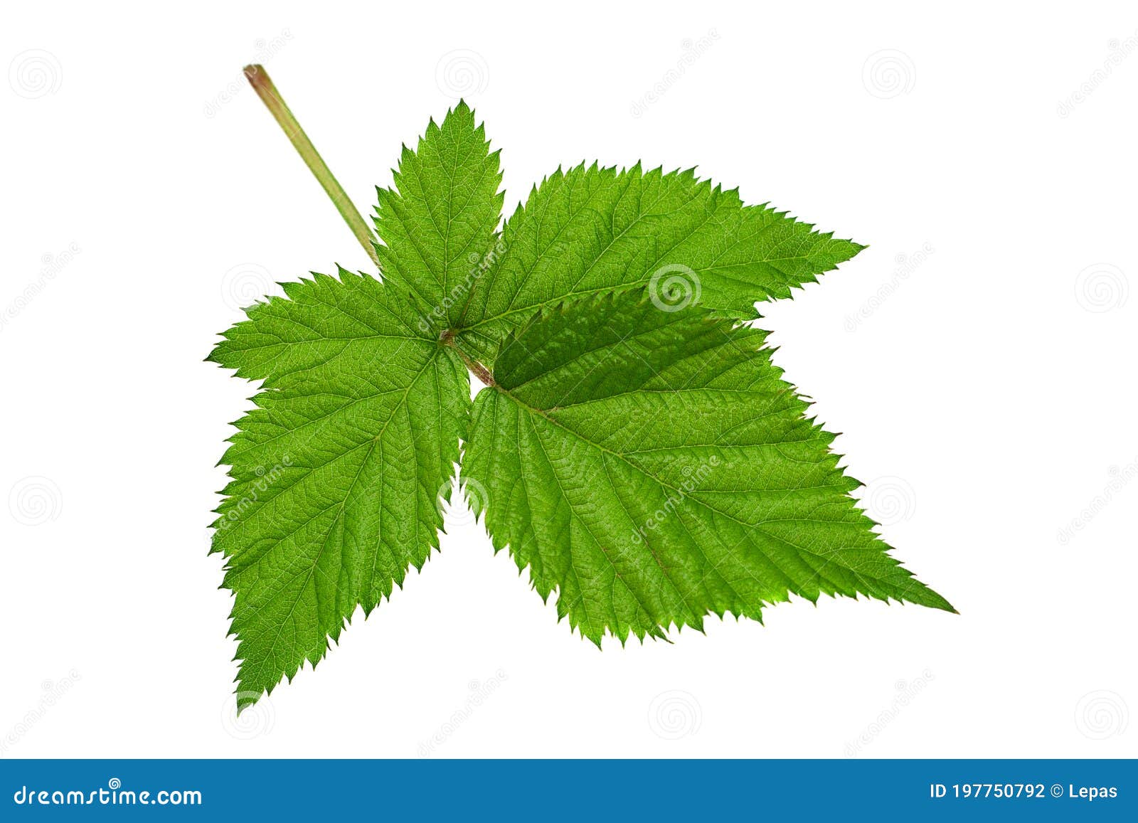 Black berry closeup leaf stock photo. Image of nature - 197750792