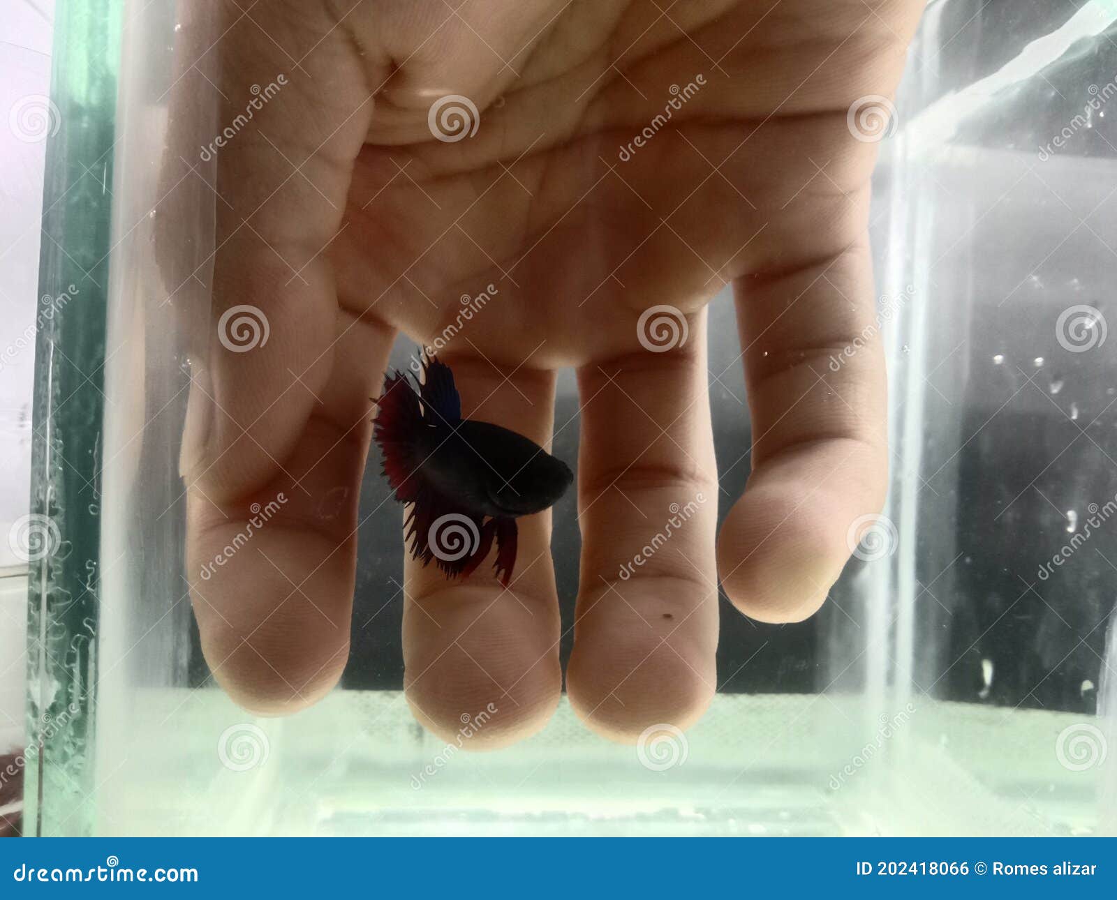 Black Betta Crowntail Fish in the Hand Stock Photo - Image of black ...