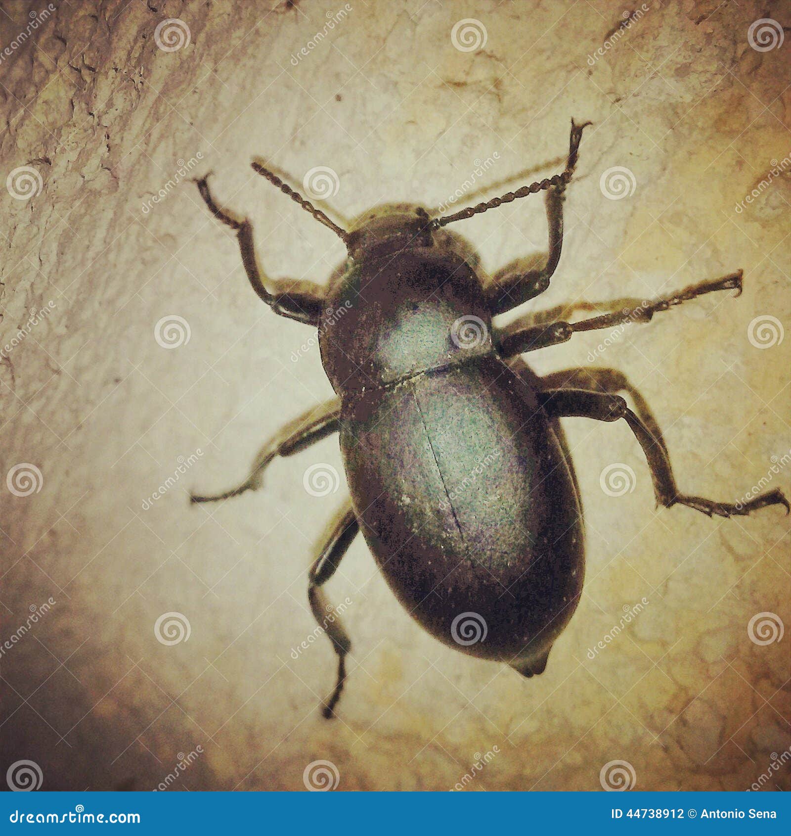 A black big bug stock photo. Image of natural, petal - 44738912