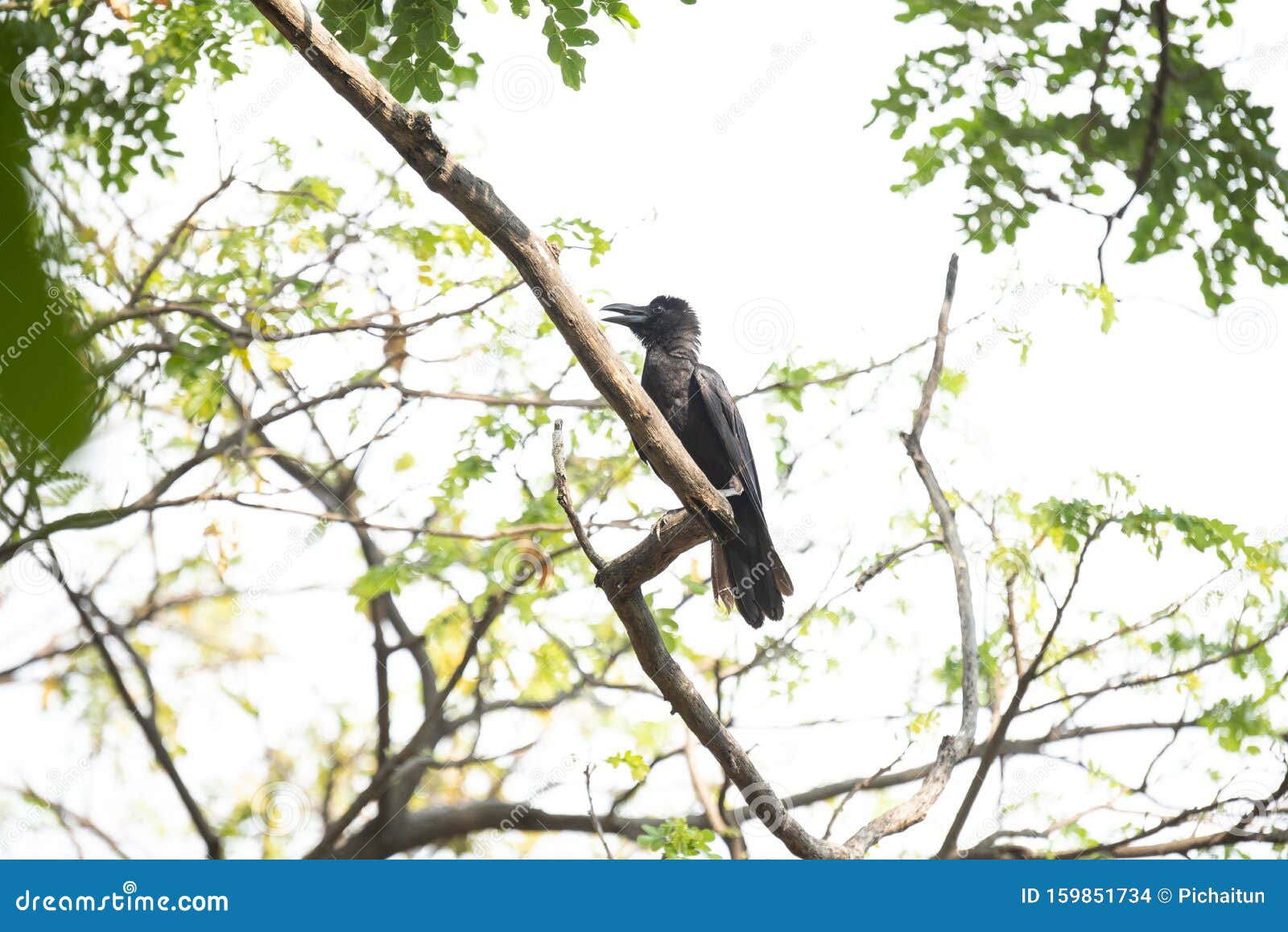 Eastern jungle crow stock photo. Image of omnivore, glossy - 159851734