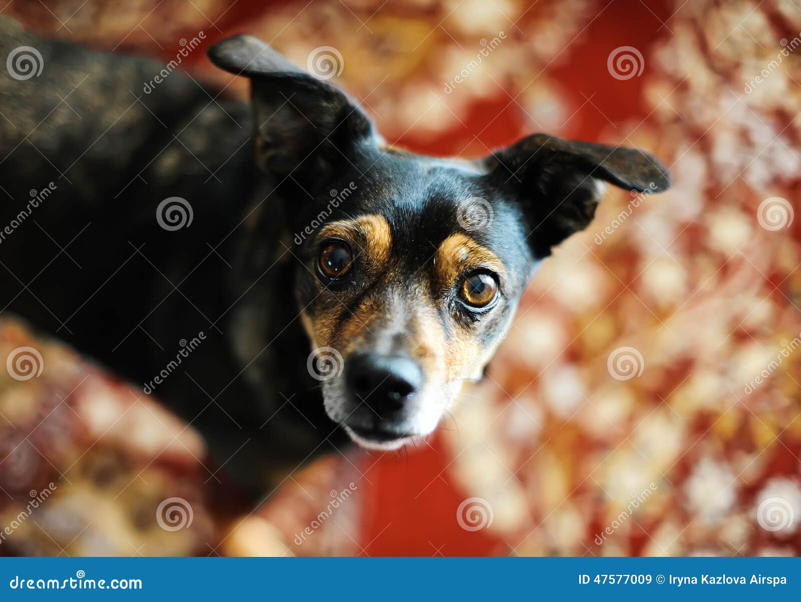 Black big-eared dog stock image. Image of black, doggy - 47577009