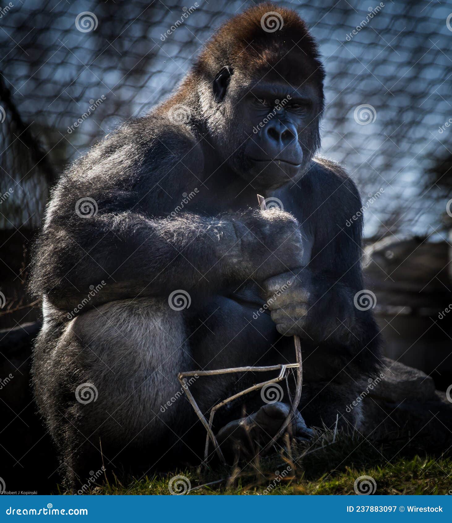 Black Big Gorilla Monkey in the Cage Stock Image - Image of endangered ...