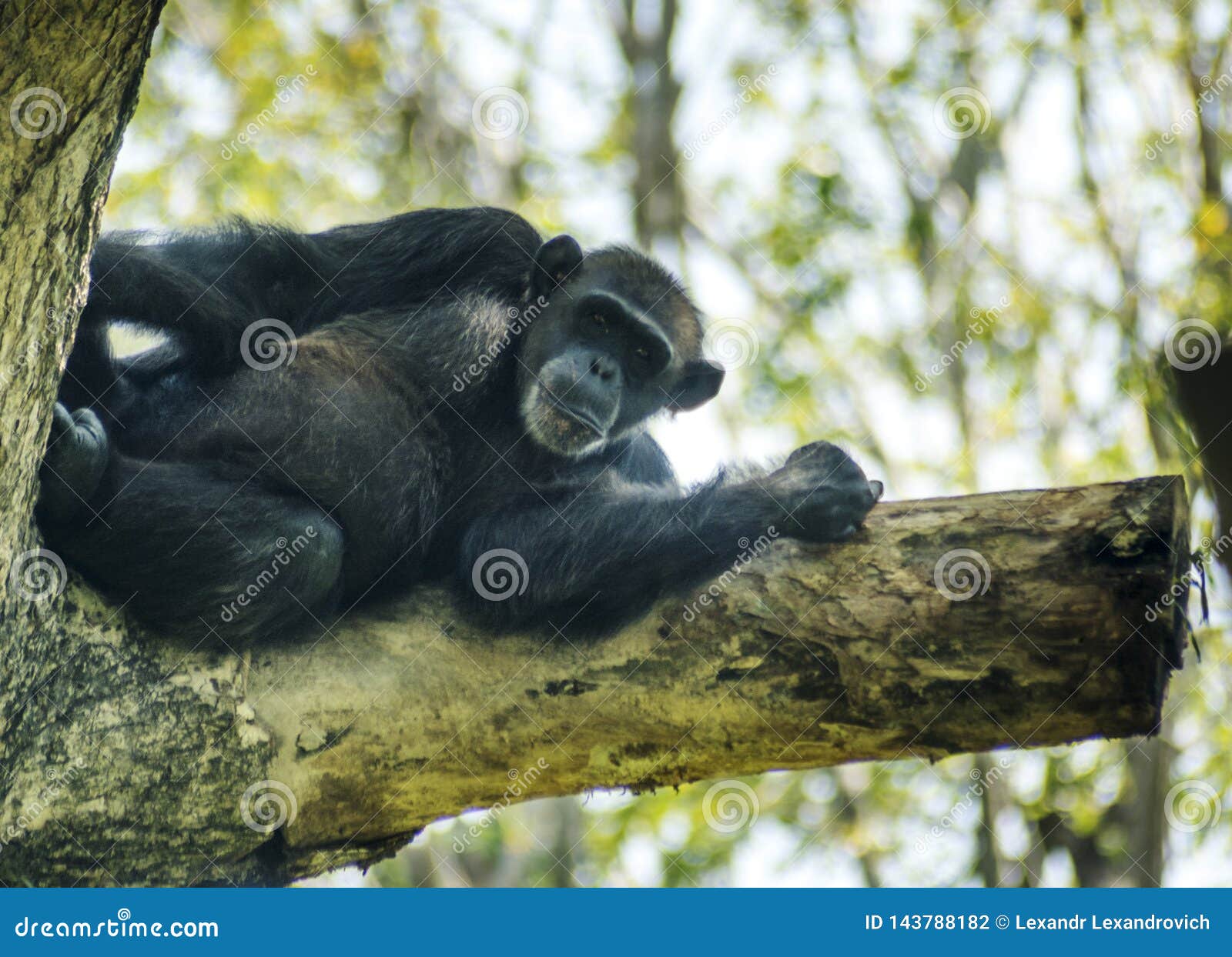 Black Big Monkey Laying Down on the Tree Stock Photo - Image of birds ...