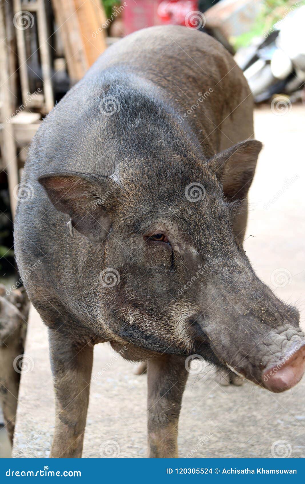 Black Big Pig Stand on the Floor. Stock Photo - Image of lifestyle ...