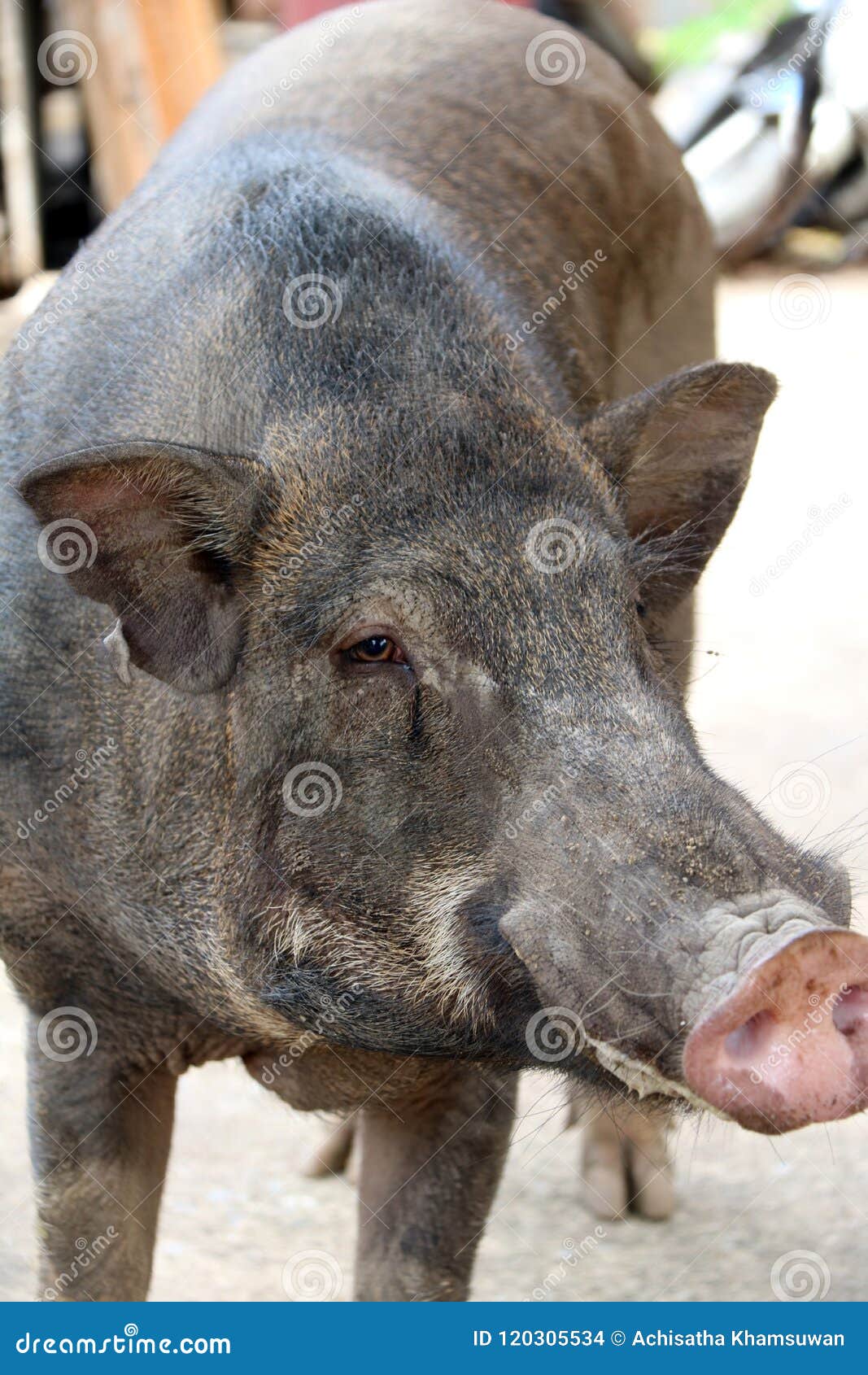 Black Big Pig Stand on the Floor. Stock Photo - Image of animal, food ...