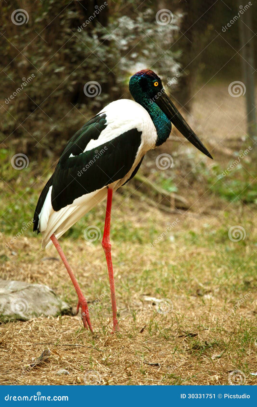 Black bill stork stock image. Image of eyed, avian, danger - 30331751