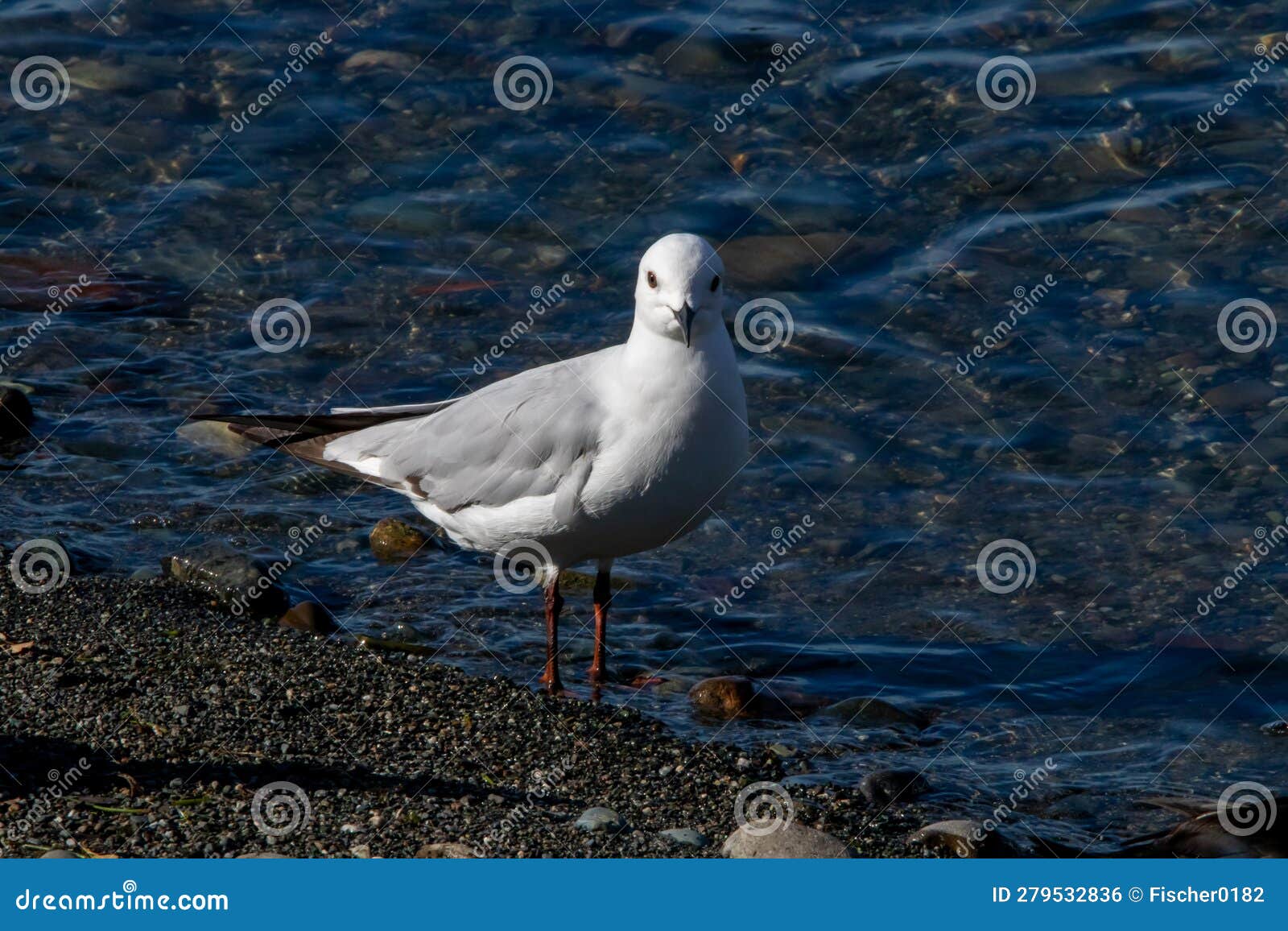 A Black-billed Gull in New Zealand Stock Photo - Image of black, anau: 279532836