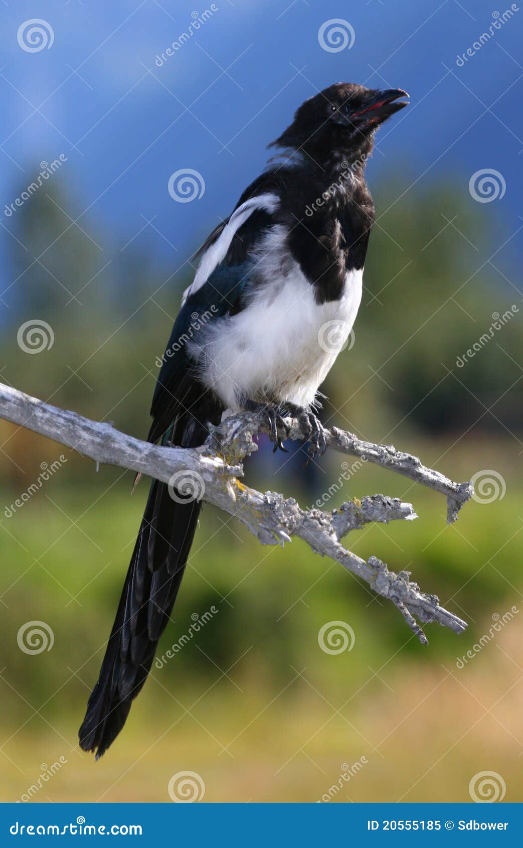 Black Billed Magpie stock image. Image of black, alaska - 20555185