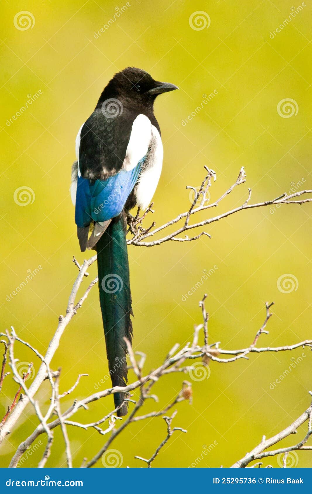 Black-Billed Magpie stock photo. Image of white, bird - 25295736