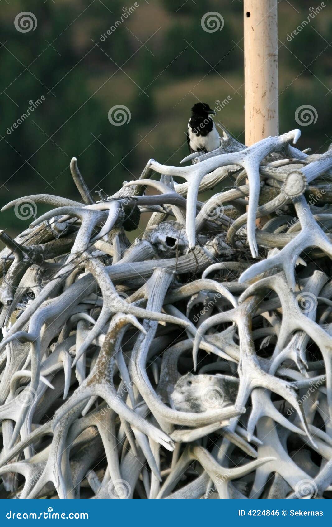 Black-billed magpie stock photo. Image of montana, black - 4224846