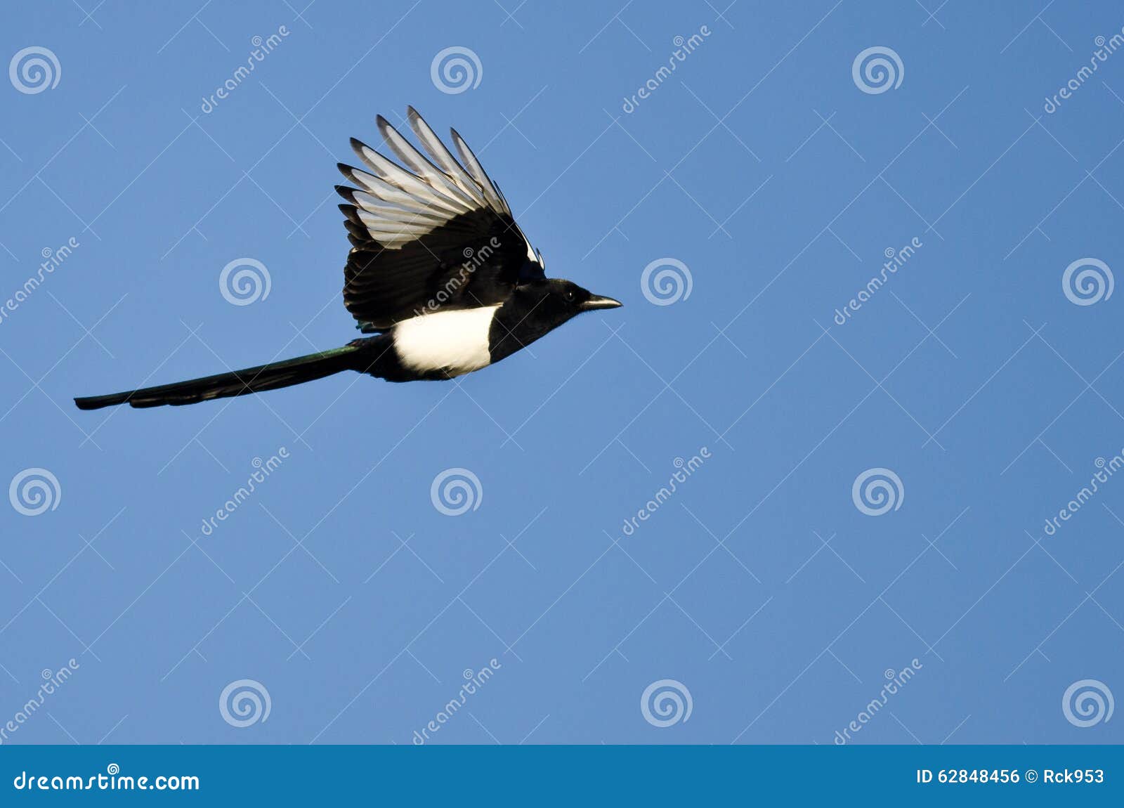 Black-billed Magpie Flying in a Blue Sky Stock Photo - Image of flying ...