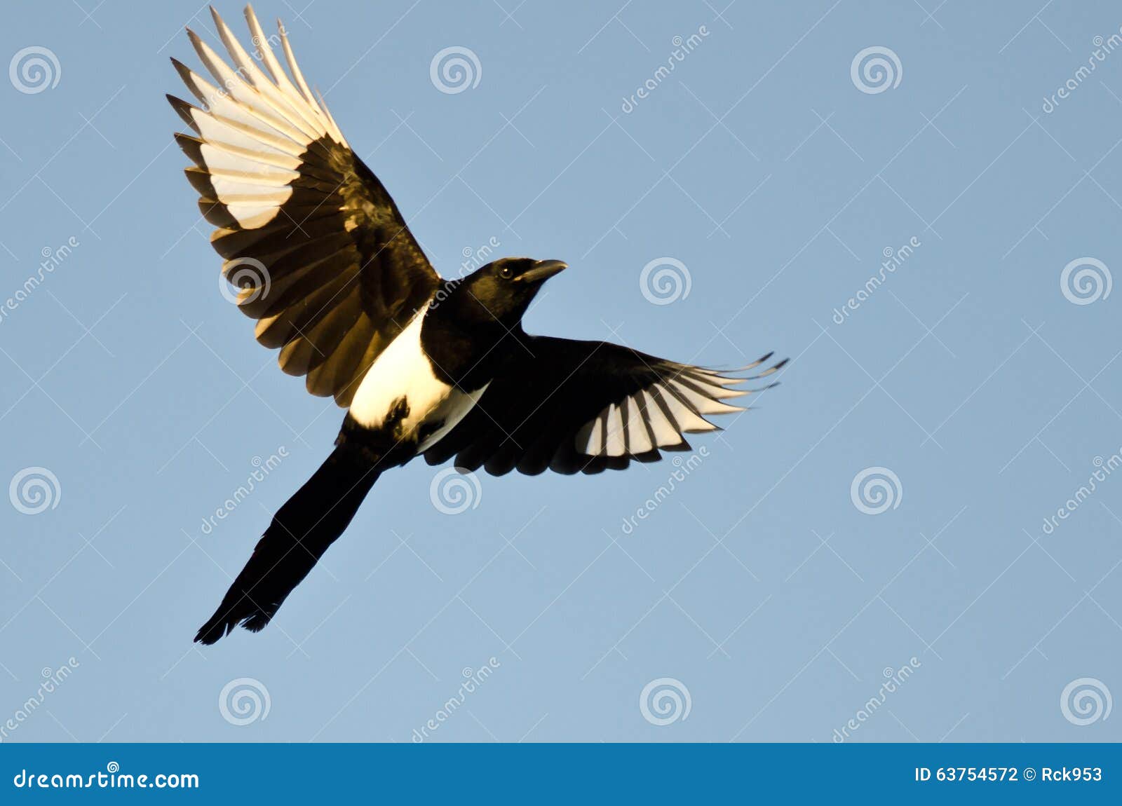 1,541 Magpie Flying Stock Photos - Free & Royalty-Free Stock Photos ...