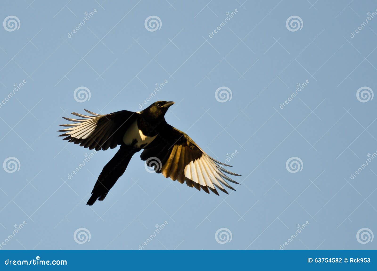 Black-Billed Magpie Flying in a Blue Sky Stock Photo - Image of wild ...