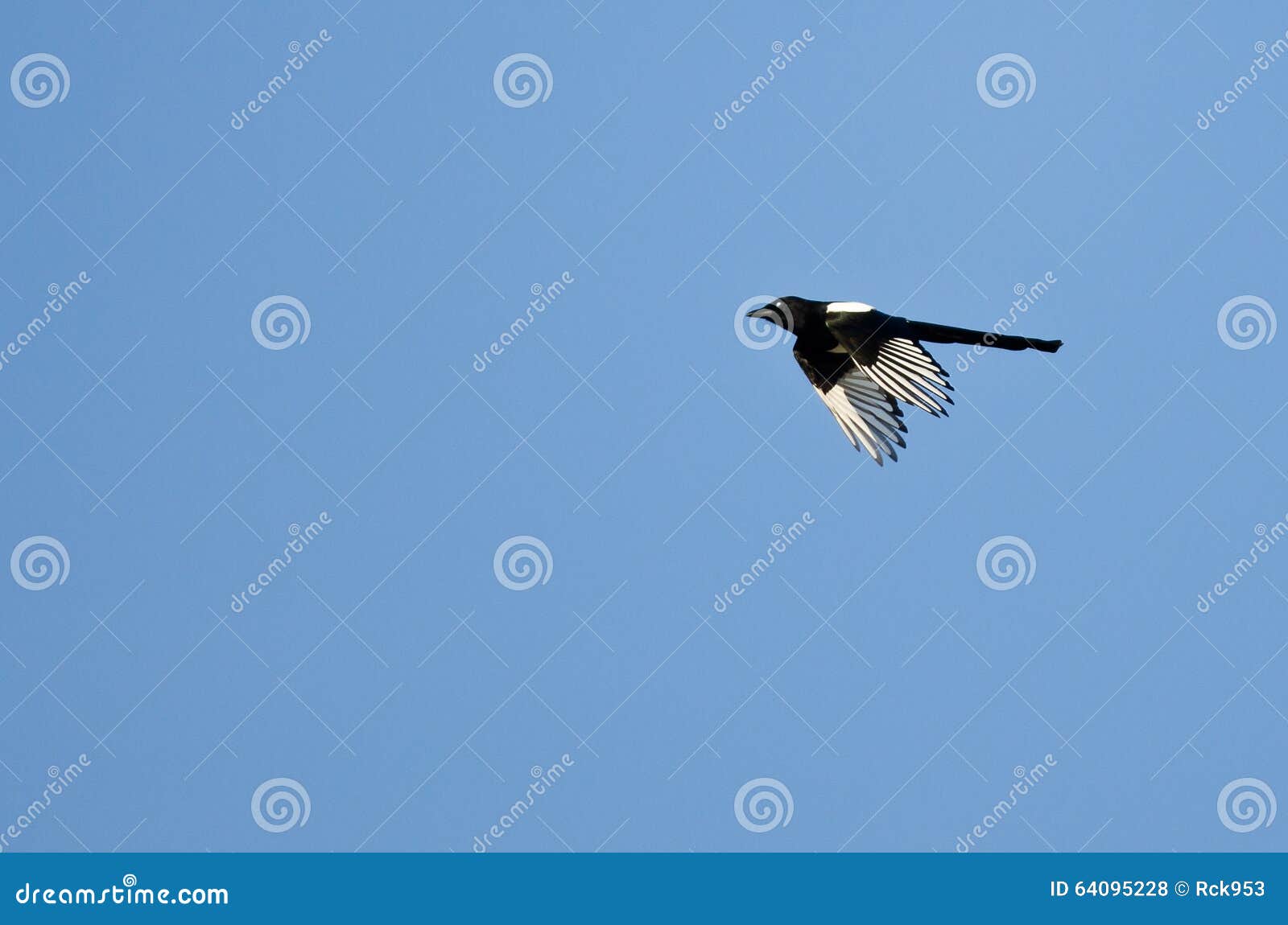 Black-billed Magpie Flying in a Blue Sky Stock Photo - Image of magpie ...
