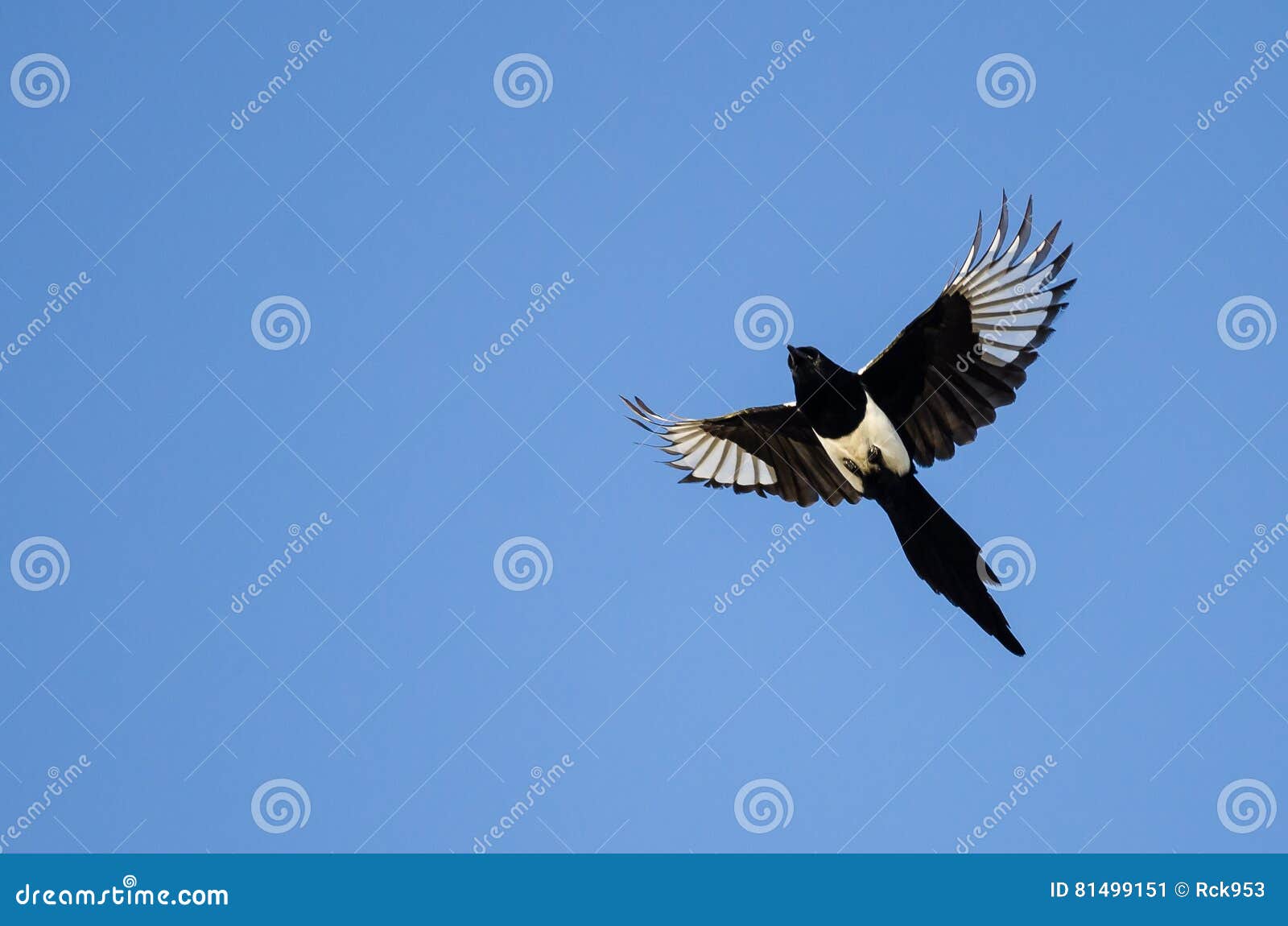 Black-Billed Magpie Flying in a Blue Sky Stock Image - Image of ...
