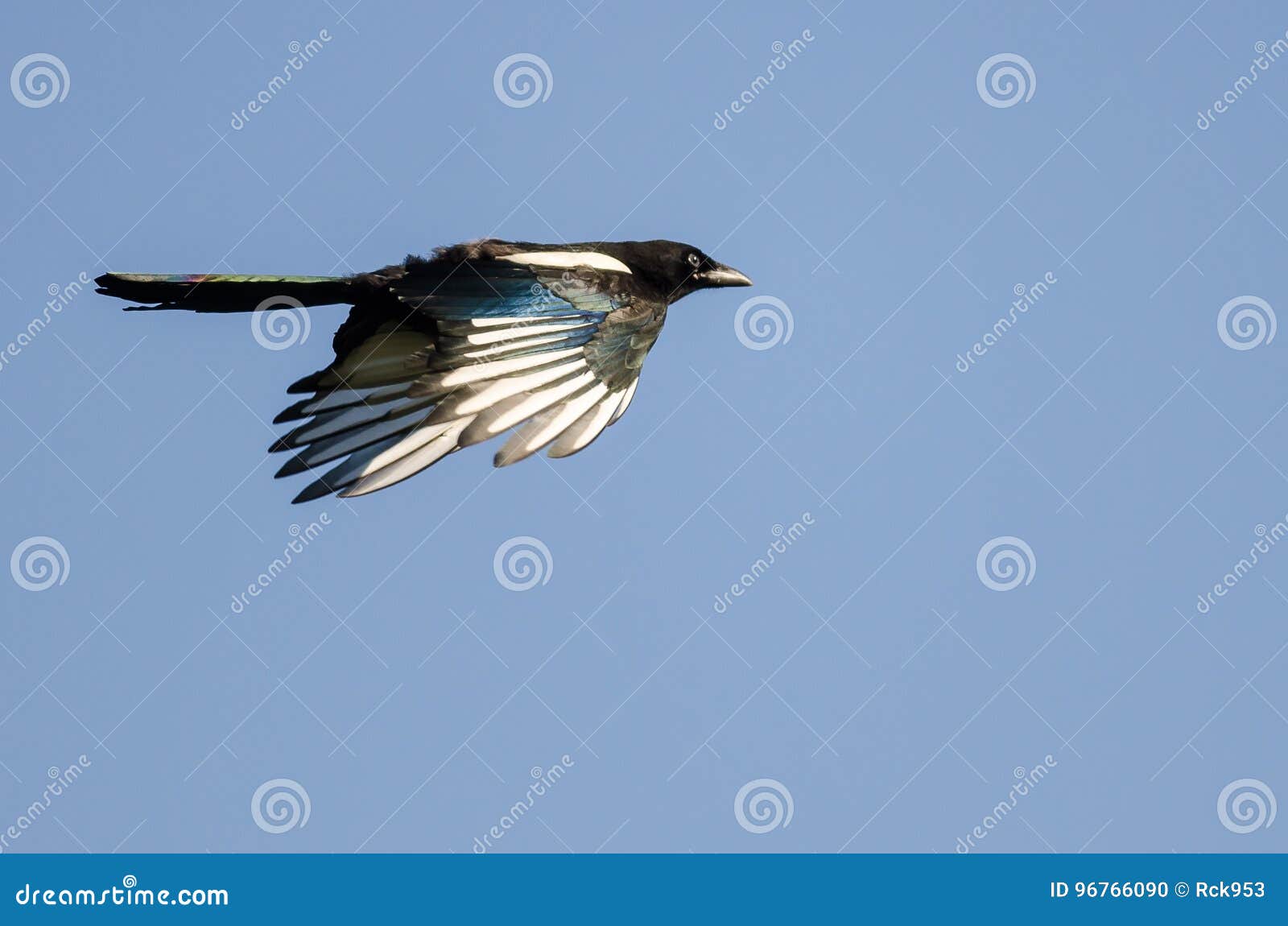 Black-Billed Magpie Flying in a Blue Sky Stock Photo - Image of flying ...
