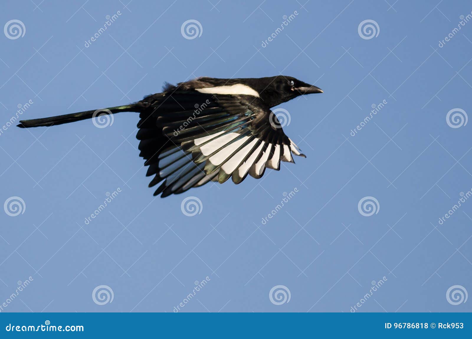Black-Billed Magpie Flying in a Blue Sky Stock Photo - Image of bird ...