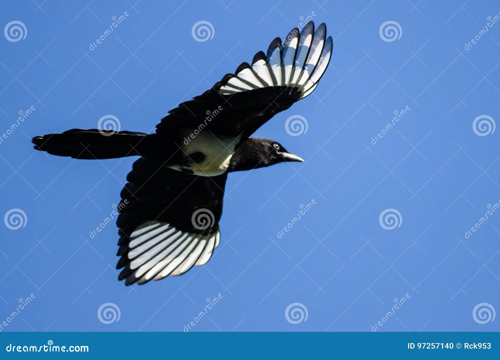 Black-Billed Magpie Flying in a Blue Sky Stock Photo - Image of bird ...