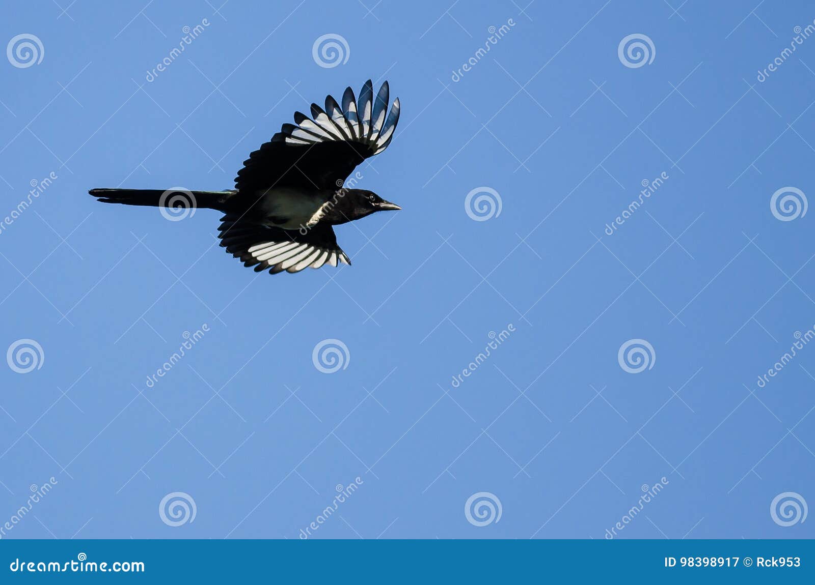 Black-Billed Magpie Flying in a Blue Sky Stock Image - Image of clear ...
