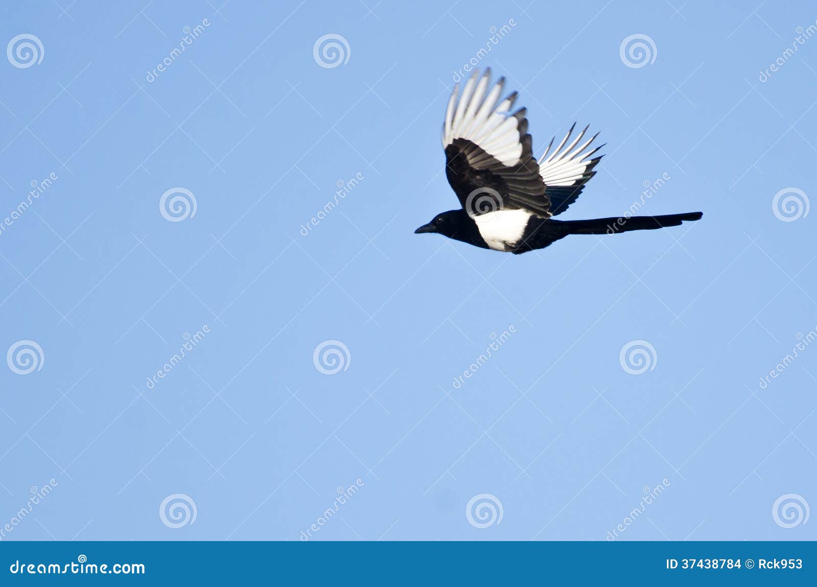 Black-Billed Magpie Flying in a Blue Sky Stock Photo - Image of flight ...