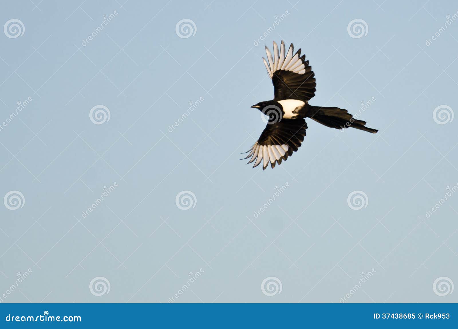 Black-Billed Magpie Flying in a Blue Sky Stock Image - Image of flying ...