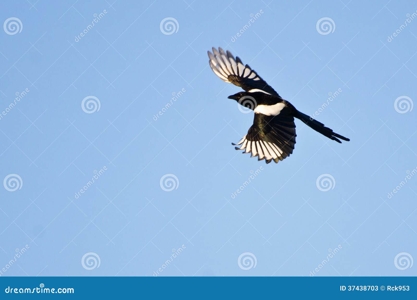 Black-Billed Magpie Flying in a Blue Sky Stock Image - Image of flight ...