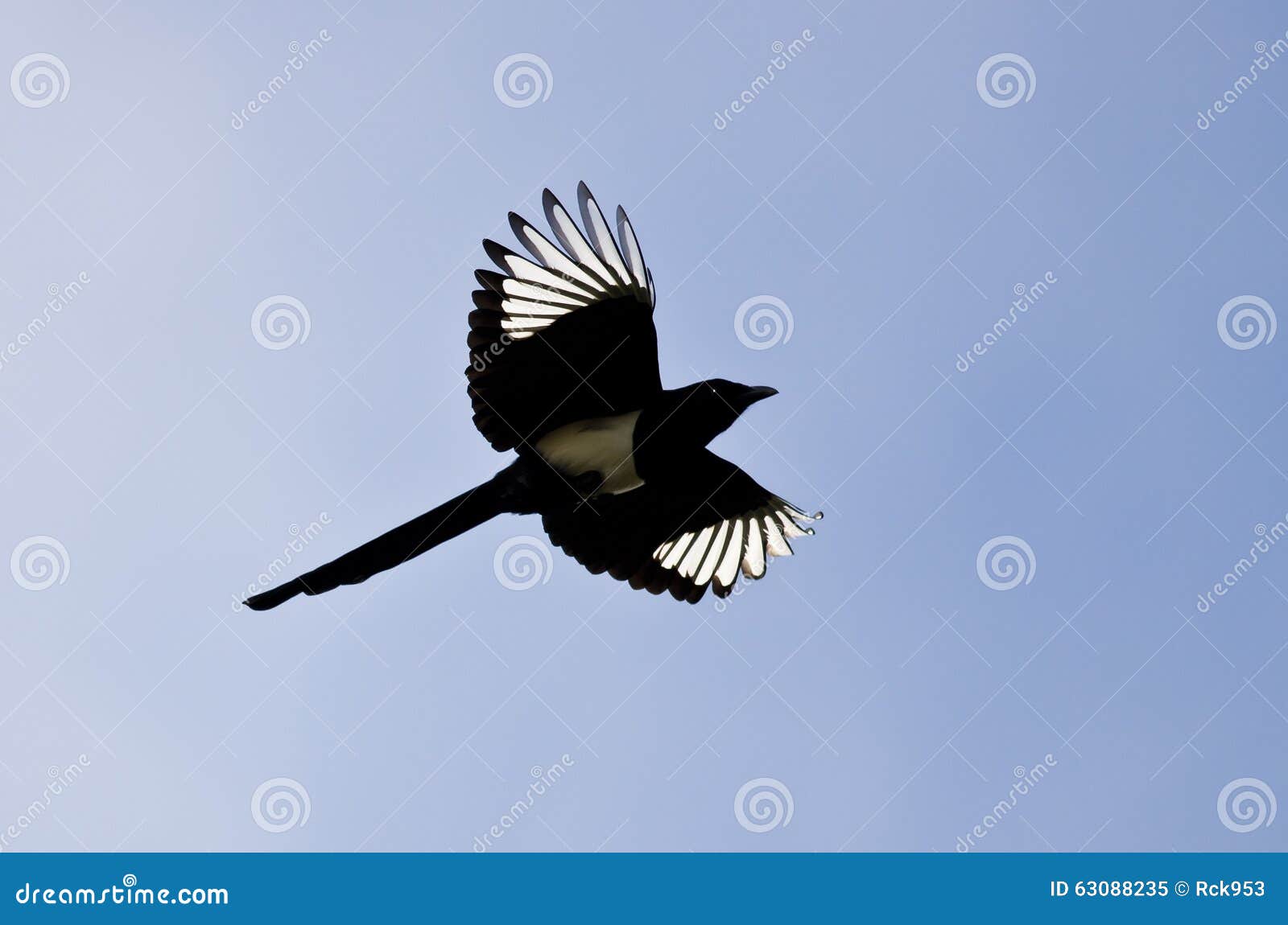 Black-billed Magpie with Its Wings Lit Up in the Bright Sunlight Stock ...