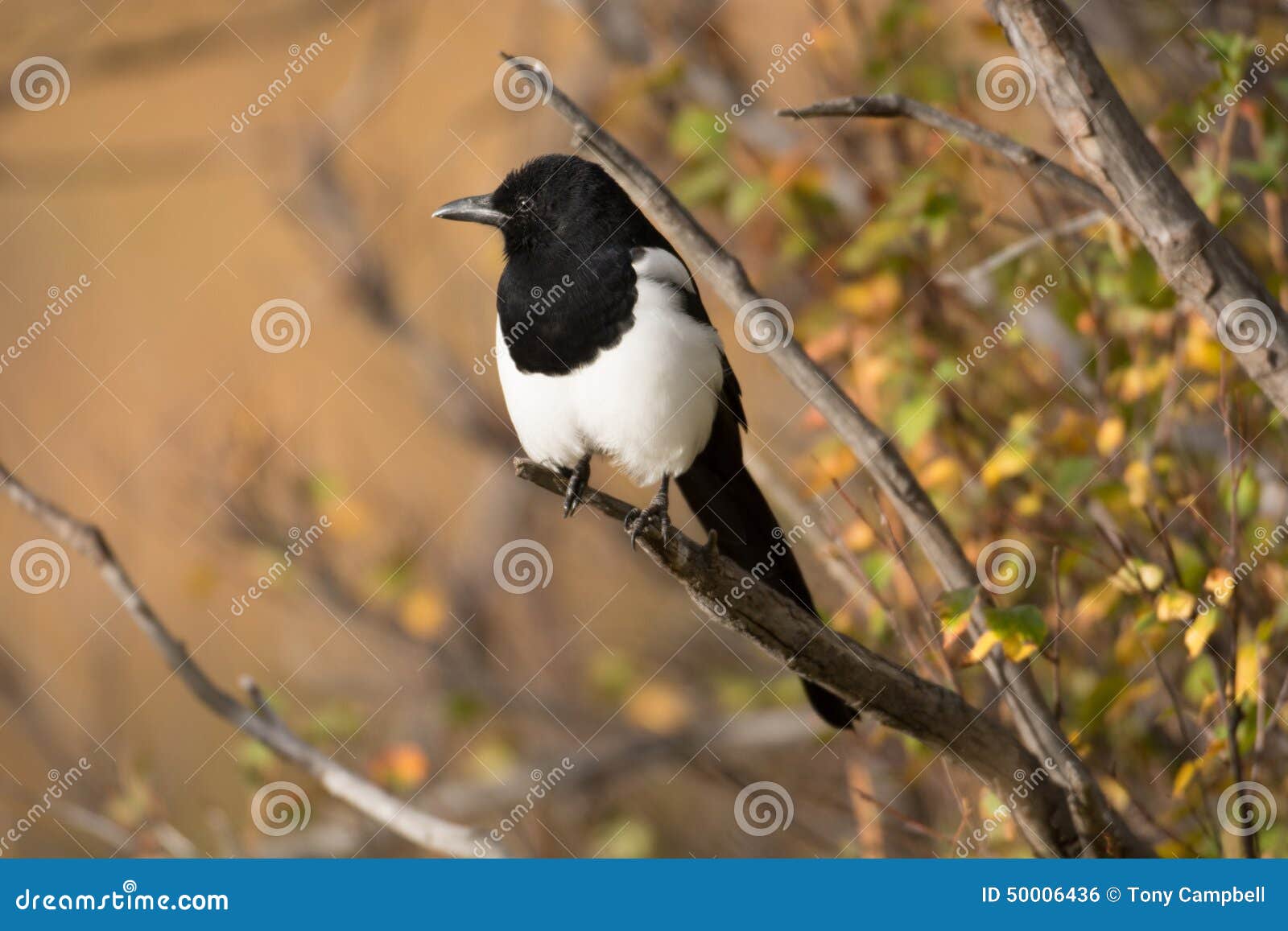 Black-billed magpie stock photo. Image of hudsonia, ornithology - 50006436