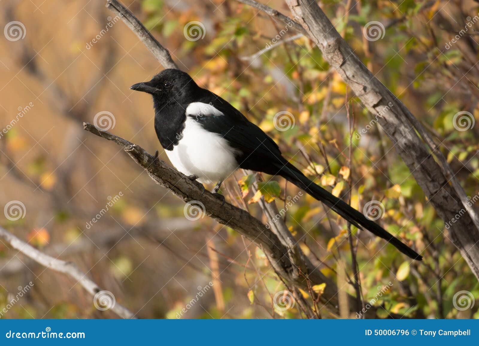 Black-billed magpie stock photo. Image of stick, wildlife - 50006796