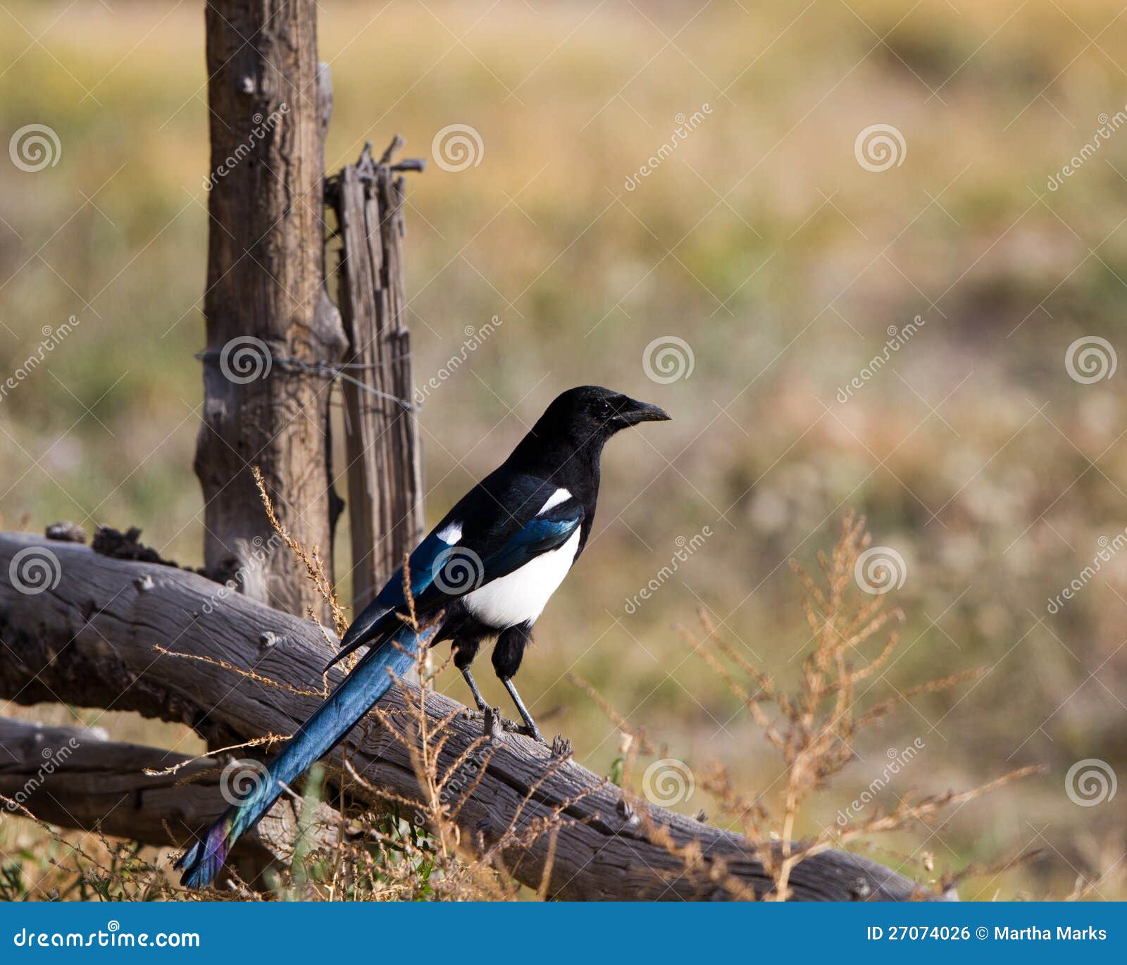 Black-billed Magpie, Pica Hudsonia Stock Photo - Image of animal, pica ...