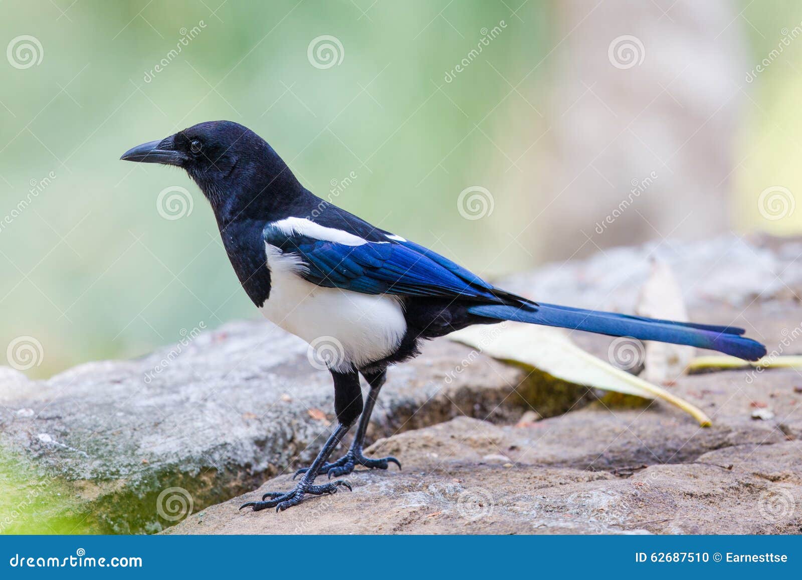 296 Stone Magpie Bird Stock Photos - Free & Royalty-Free Stock Photos ...