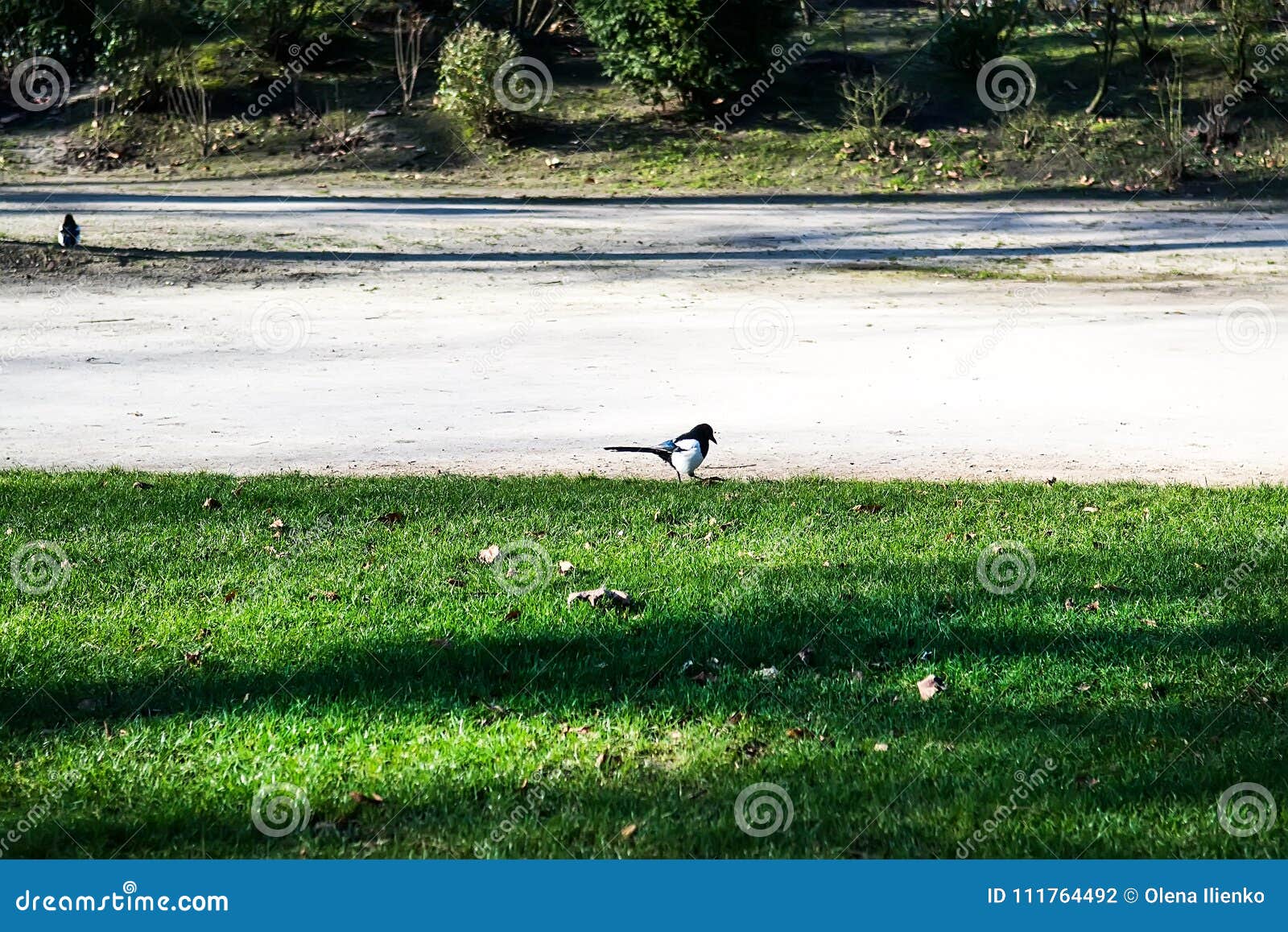 Wild magpie in the park stock photo. Image of ornithology - 111764492