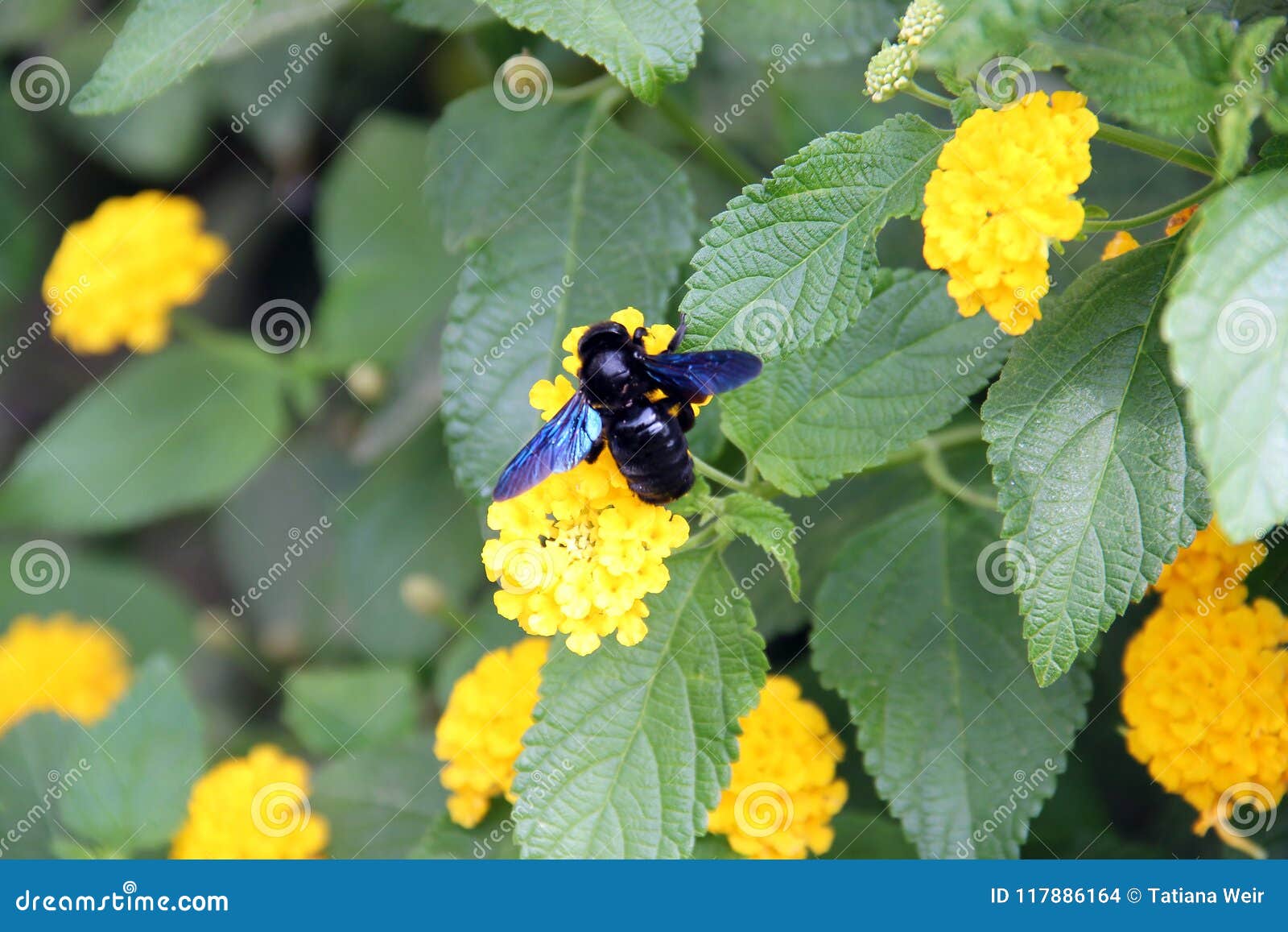Black bimble bee stock photo. Image of flowers, beauty - 117886164