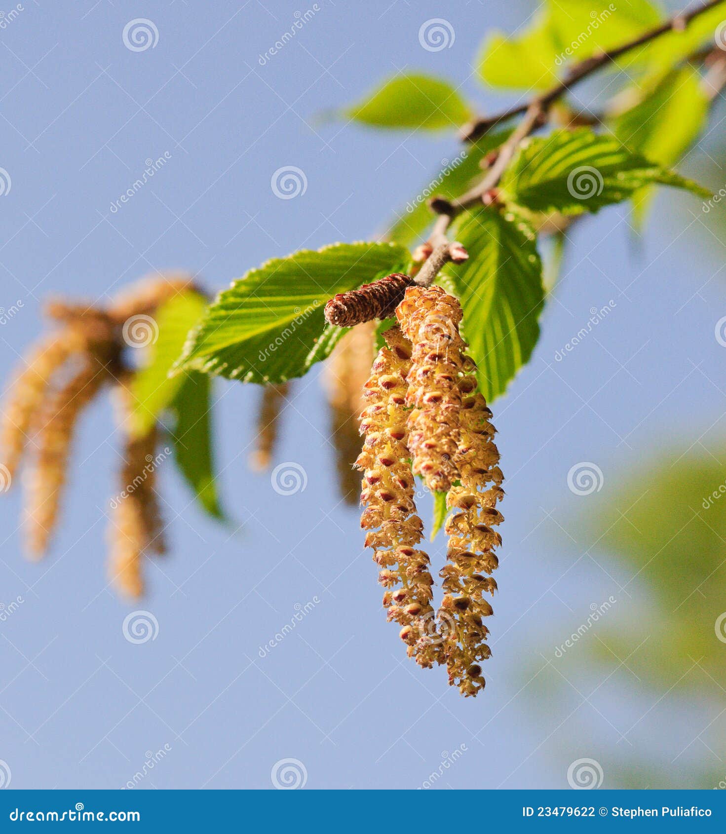 Black Birch Catkins stock photo. Image of summer, buds - 23479622
