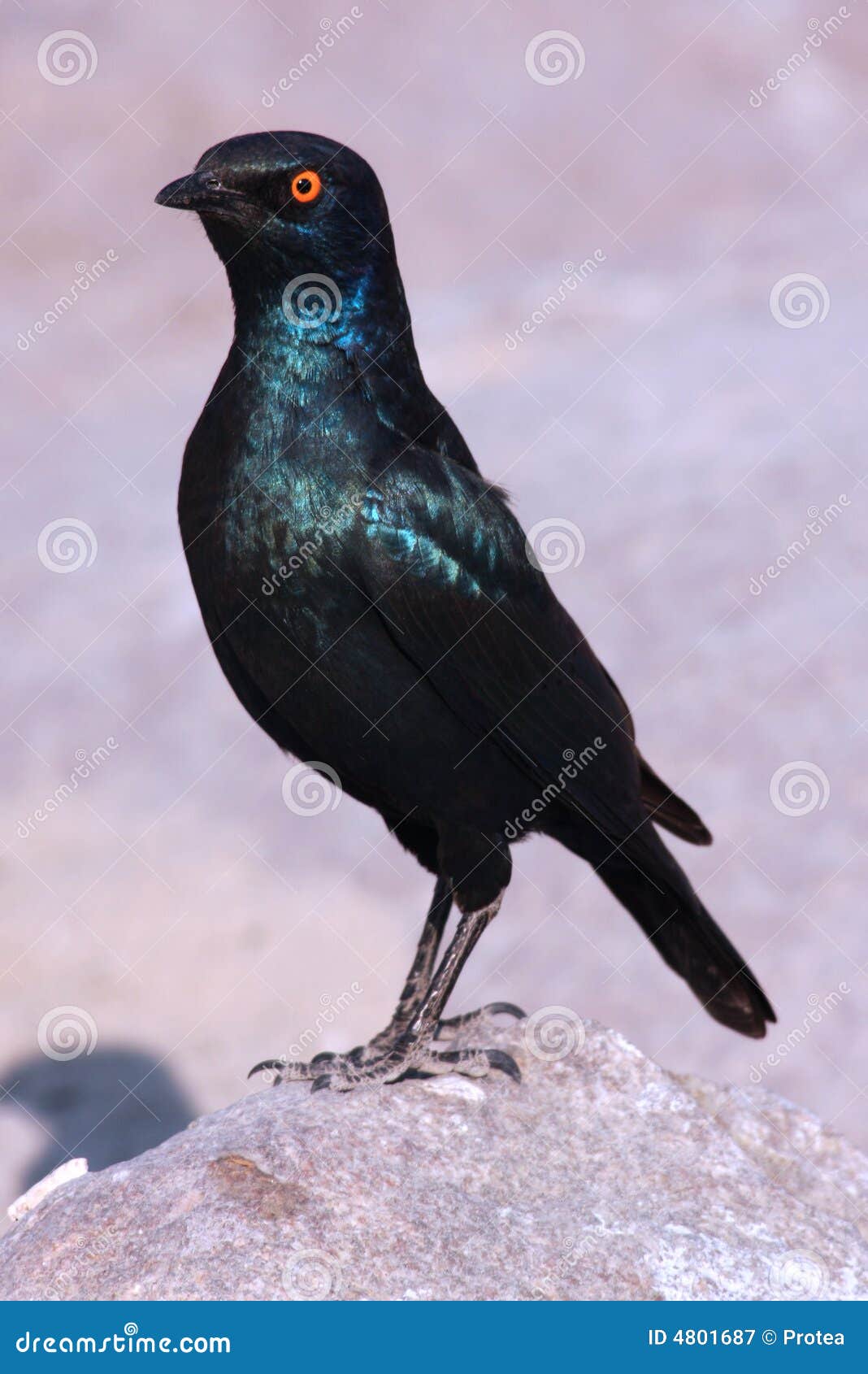 Black bird stock image. Image of beak, birds, animal, wing - 4801687