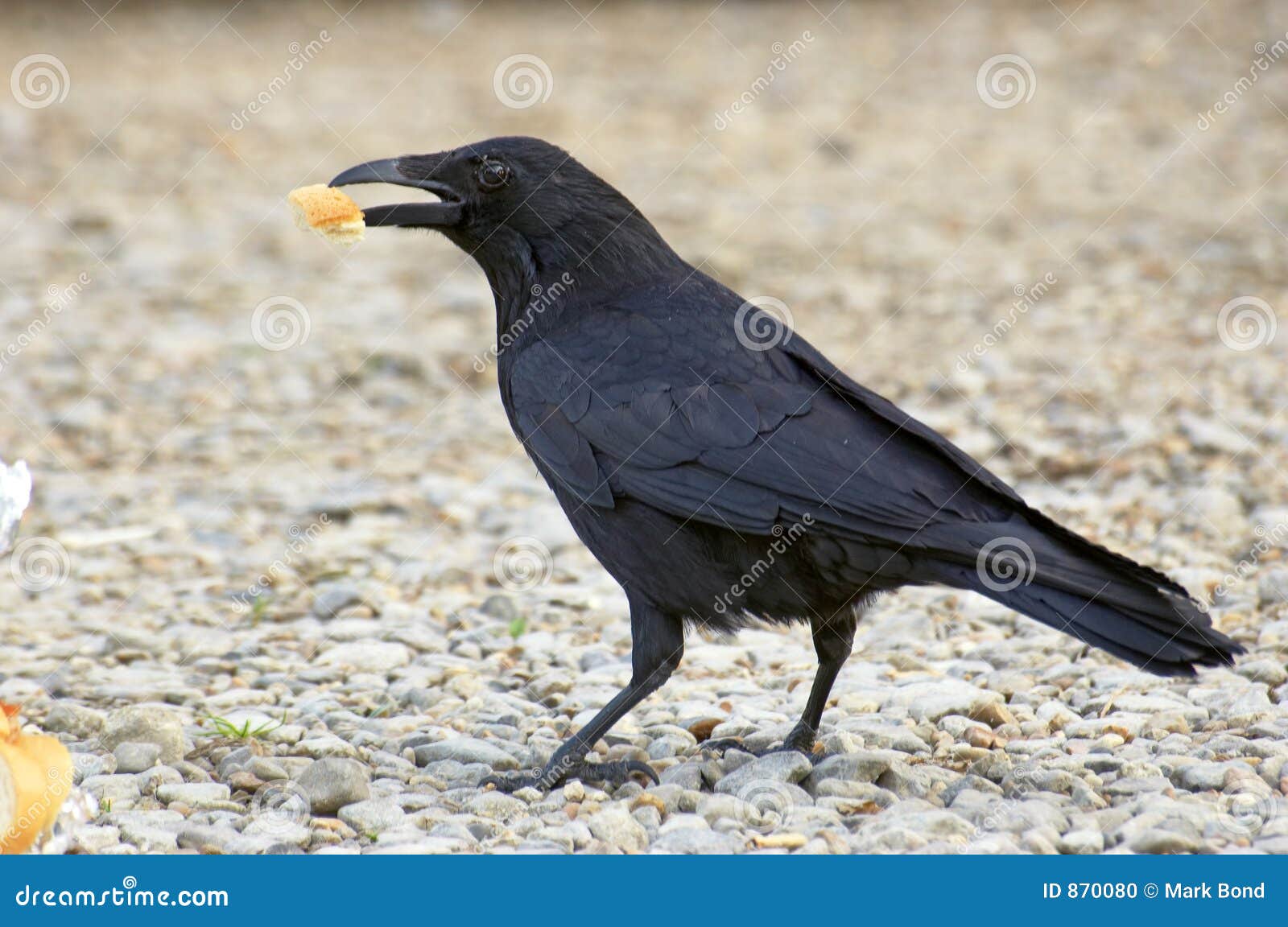 Black bird stock photo. Image of sleek, bird, feathers - 870080