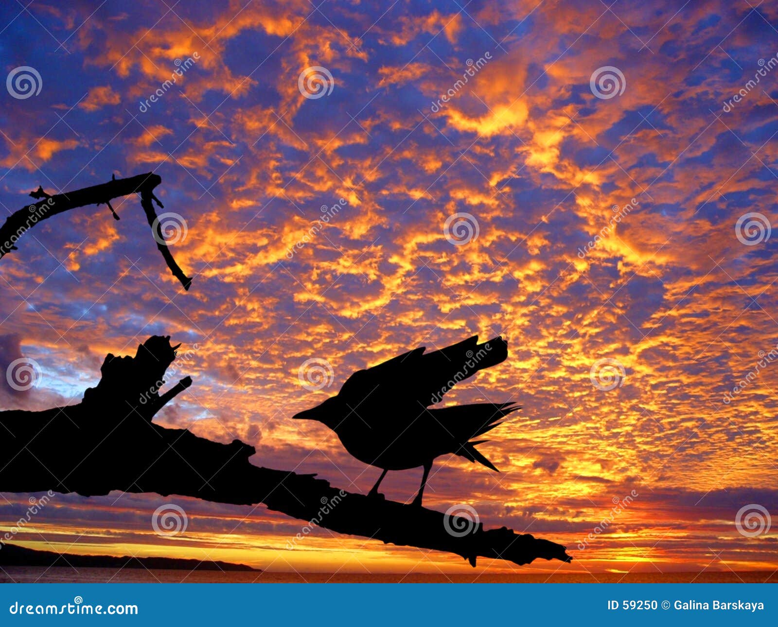 Black Bird Against the Sunset Stock Photo - Image of branch, black: 59250