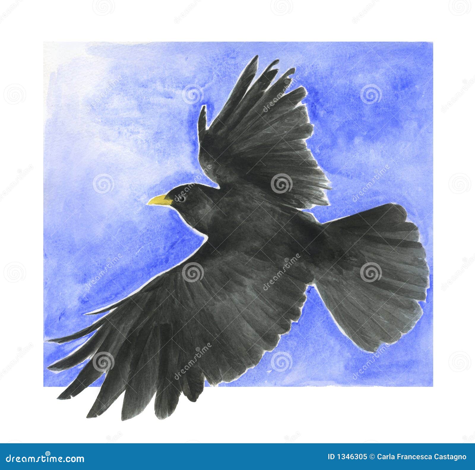 Black bird - alpine chough stock illustration. Illustration of black ...