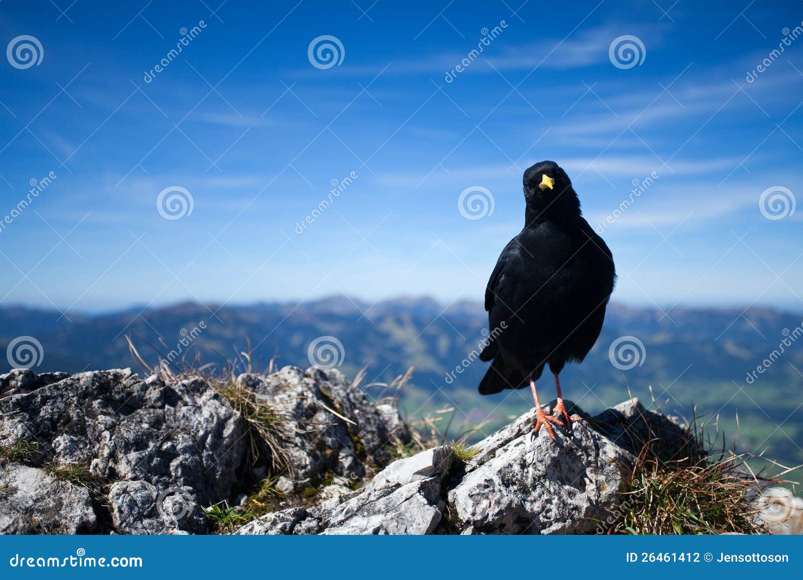 Black Bird in the Alps stock photo. Image of mountains - 26461412