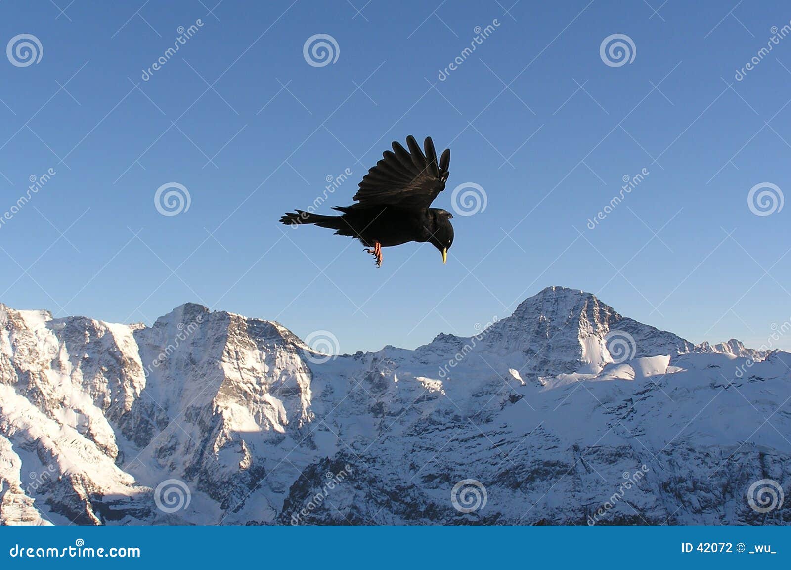 Black bird in Alps stock photo. Image of mountains, view - 42072