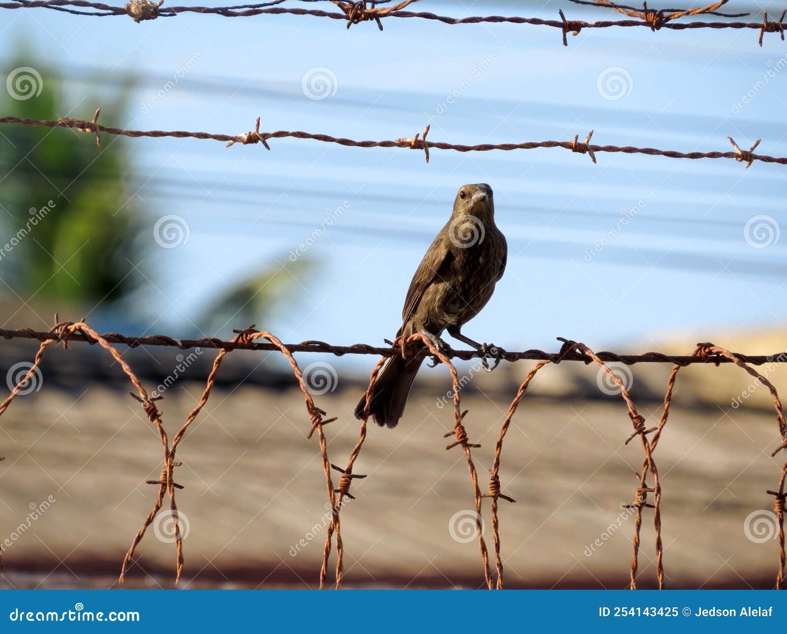 Black Bird on the Barbed Wire Fence Stock Image - Image of farpado ...
