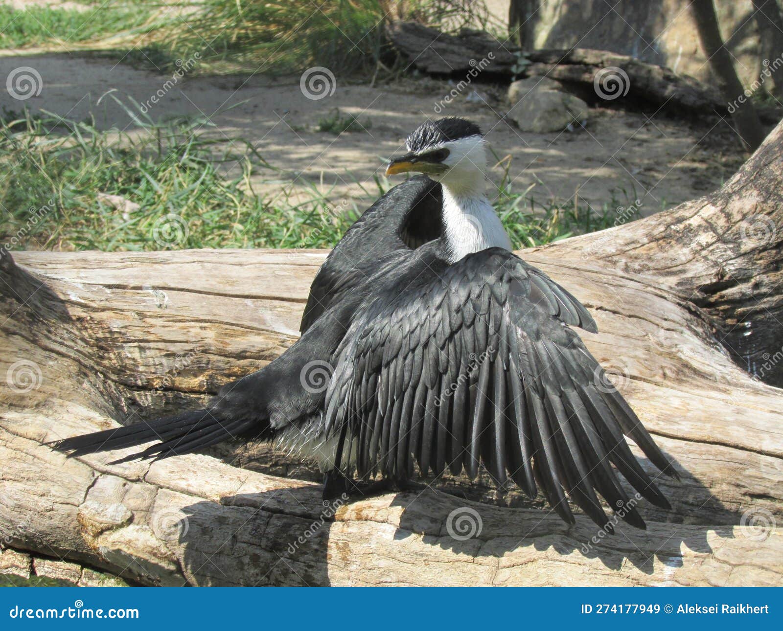Black Bird Basking in the Sun Stock Image - Image of falcon, bird ...
