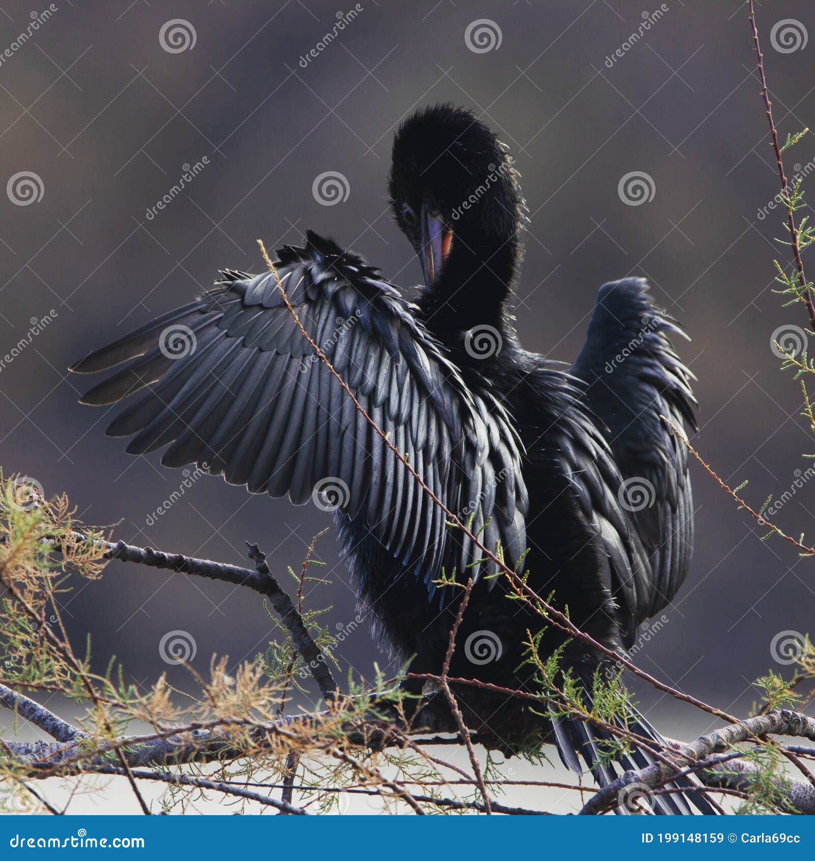 Black bird batman stock image. Image of birdwatching - 199148159
