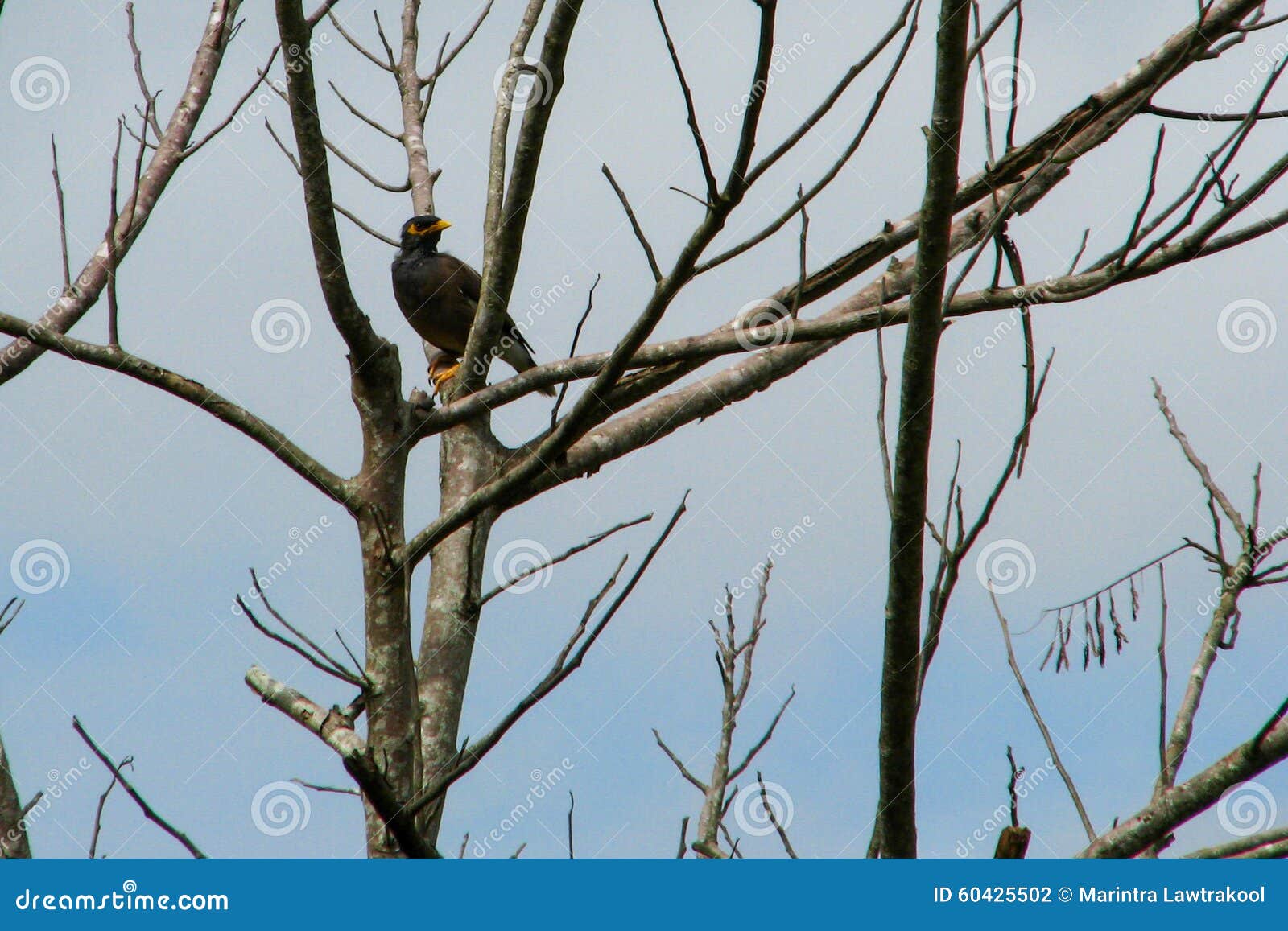 Black bird stock photo. Image of european, isolated, look - 60425502